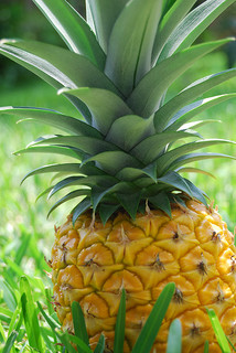 What The Talking Pineapple Says About Information Literacy ...